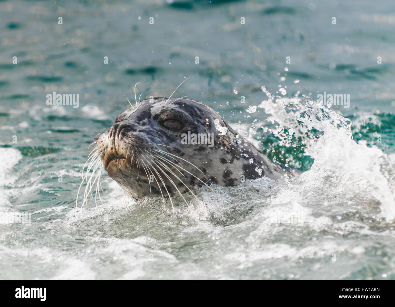 Seal aquatic animal hi-res stock photography and images - Alamy