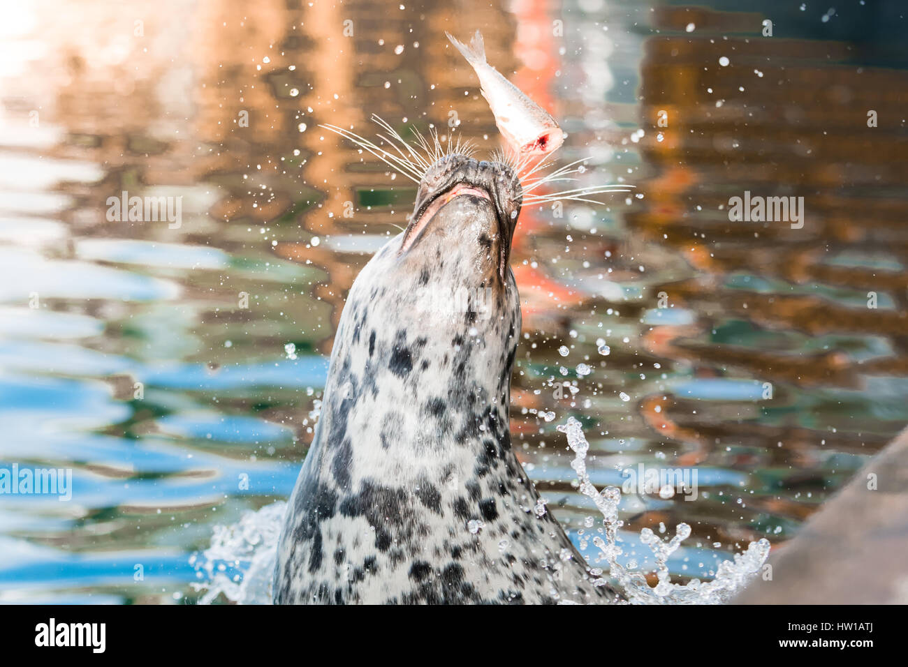 Seal jumping hi-res stock photography and images - Alamy