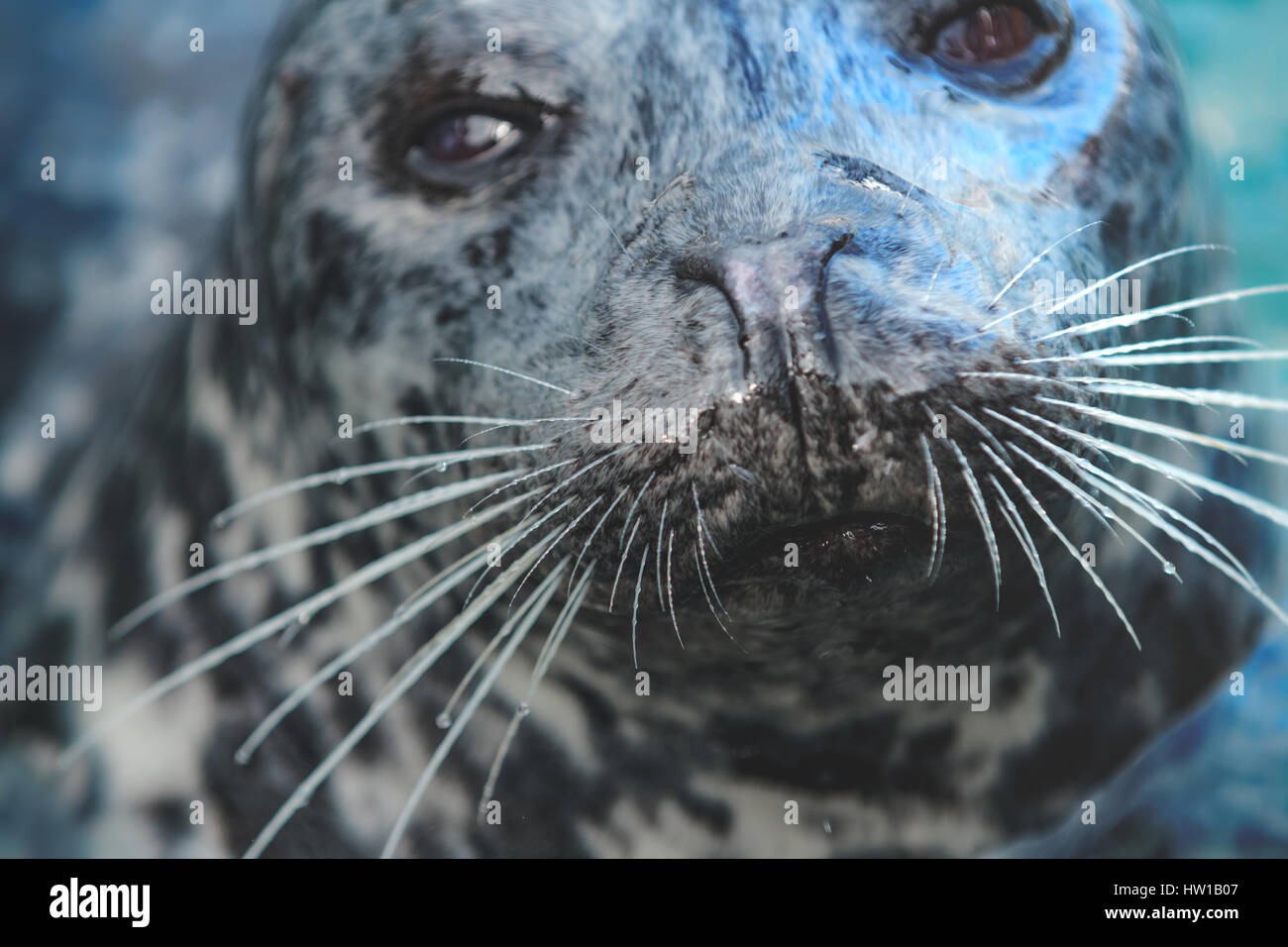 Seal in blue waters Stock Photo - Alamy