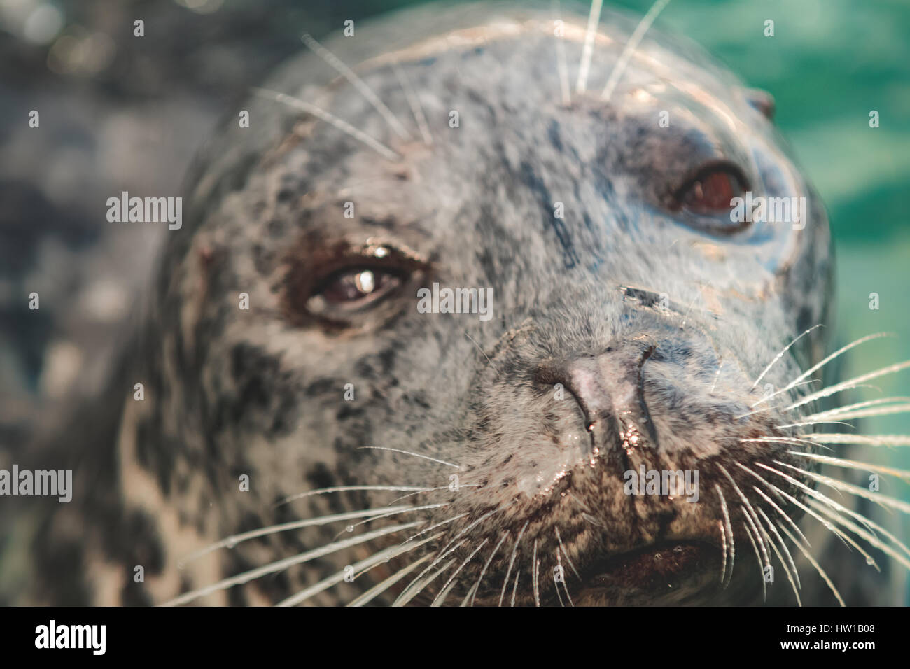 Seal in blue waters Stock Photo - Alamy
