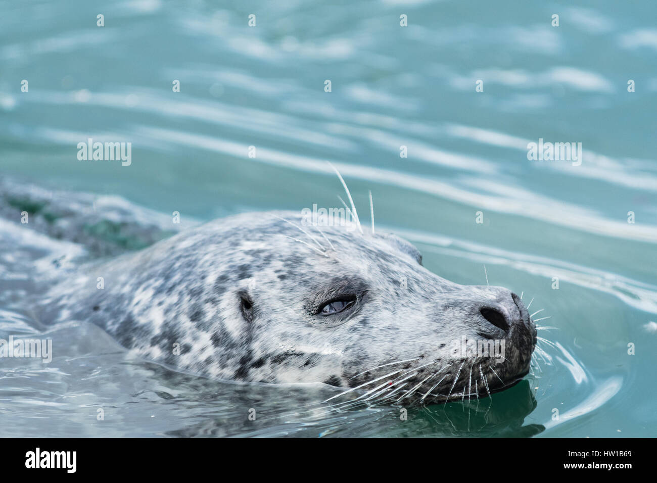 Seal in blue waters Stock Photo - Alamy