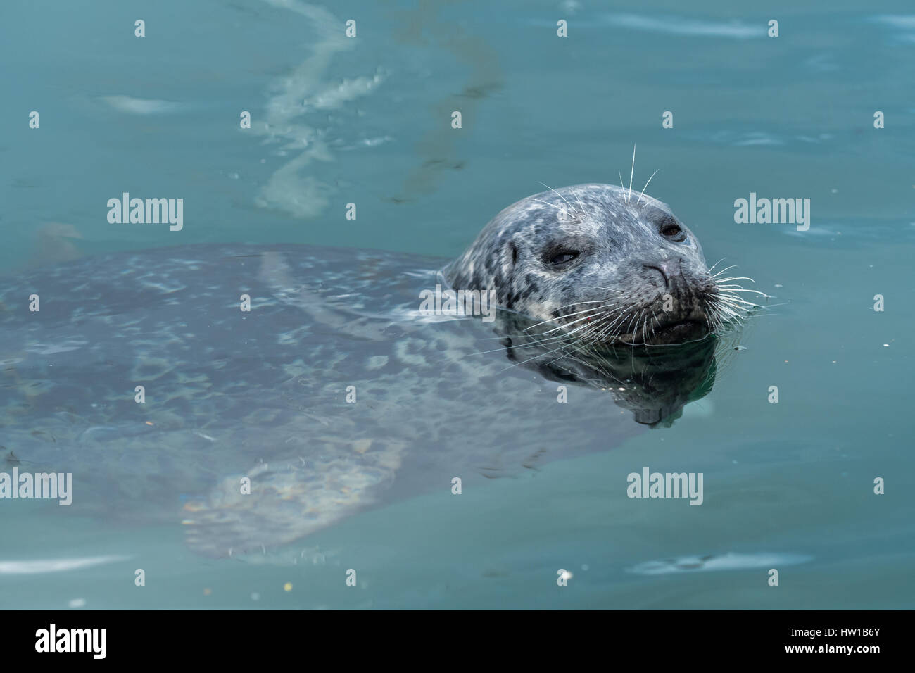 Seal in blue waters Stock Photo - Alamy