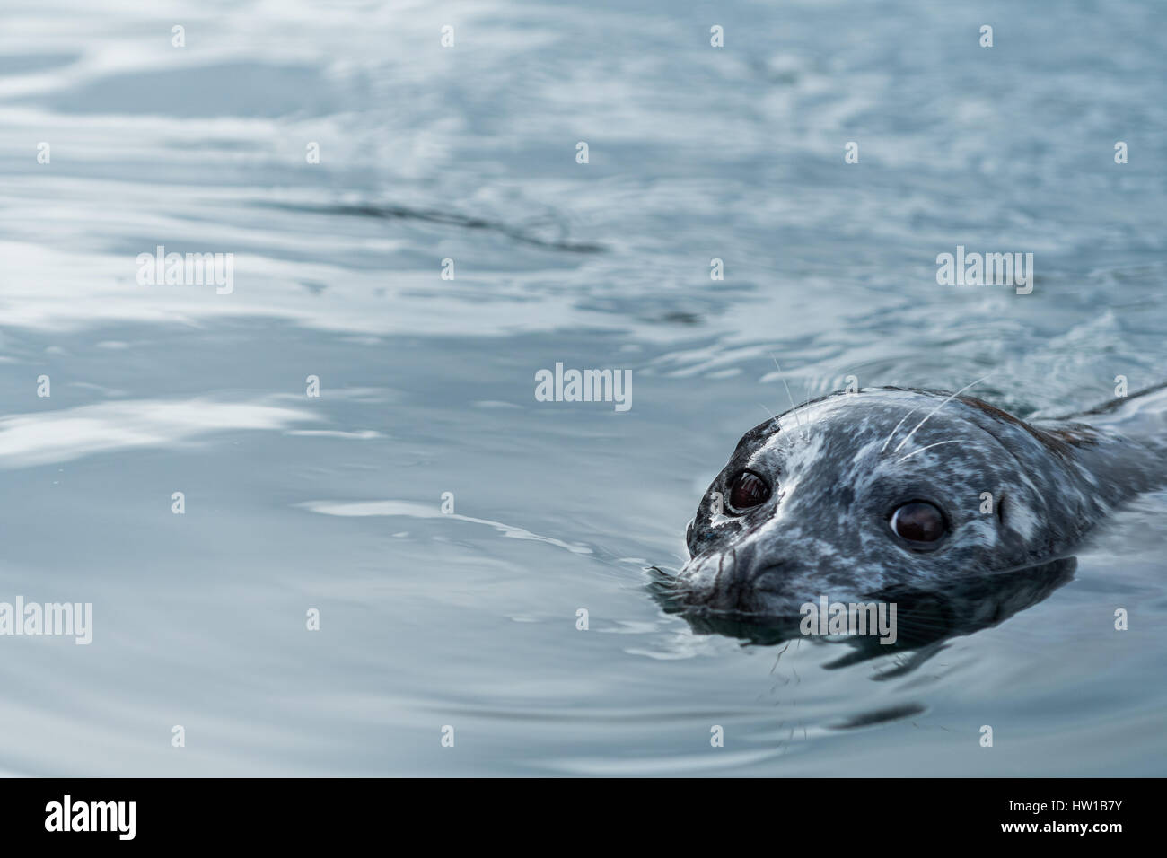 Seal in blue waters Stock Photo - Alamy