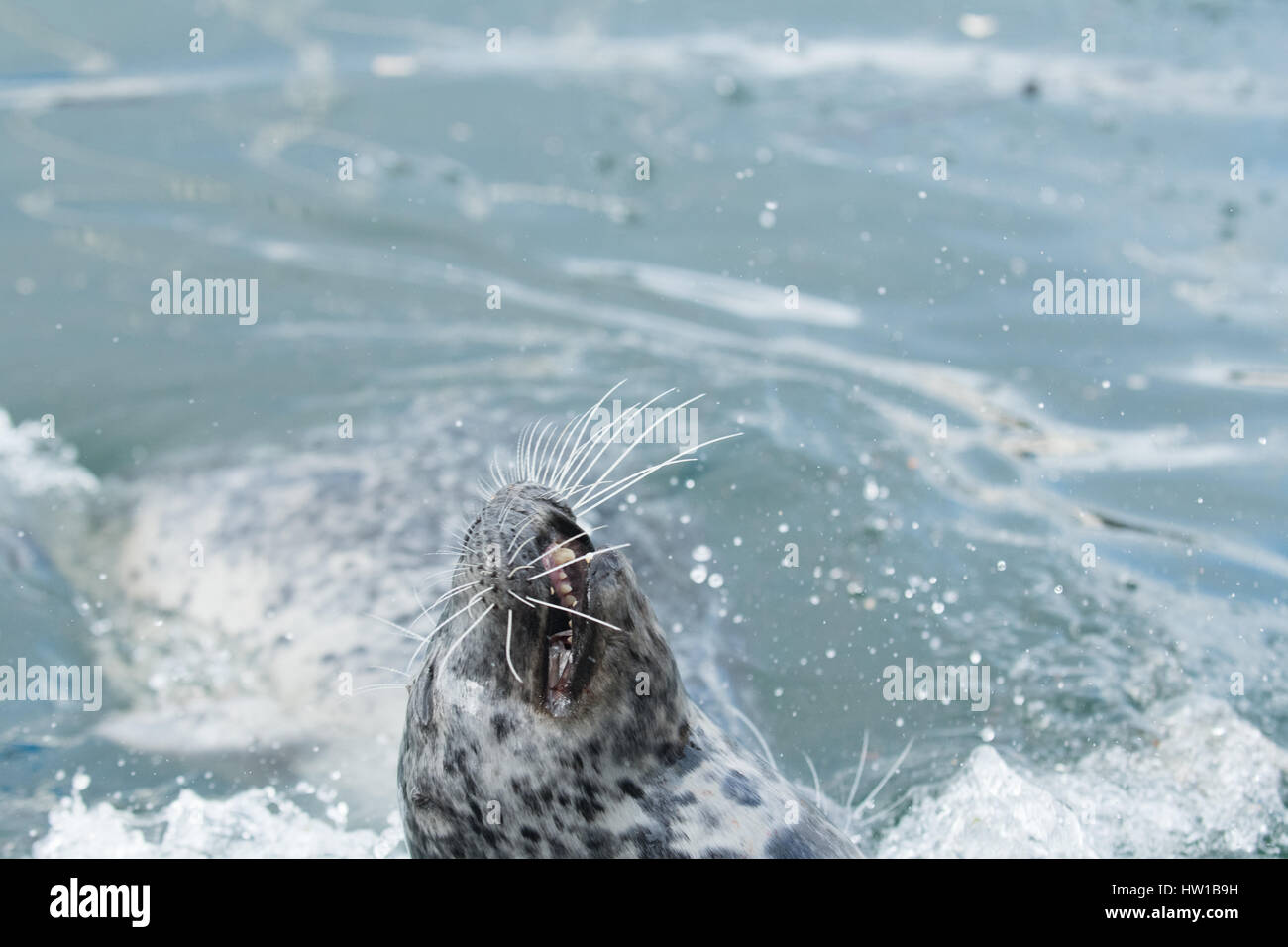 Seal in blue waters Stock Photo - Alamy