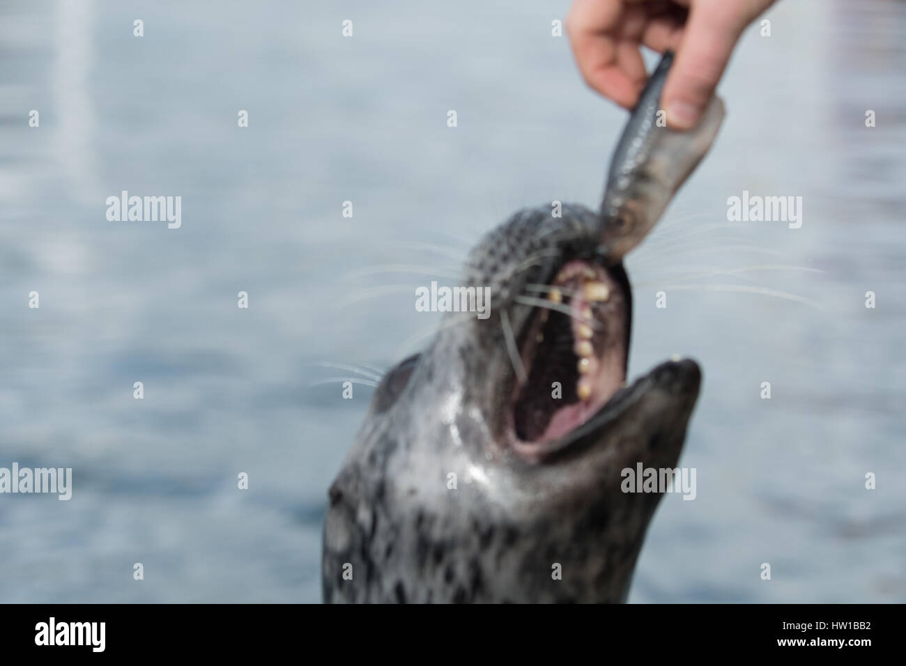 Seal eating fish hi-res stock photography and images - Alamy
