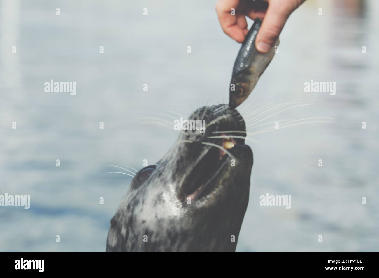 Seal eating fish hi-res stock photography and images - Alamy
