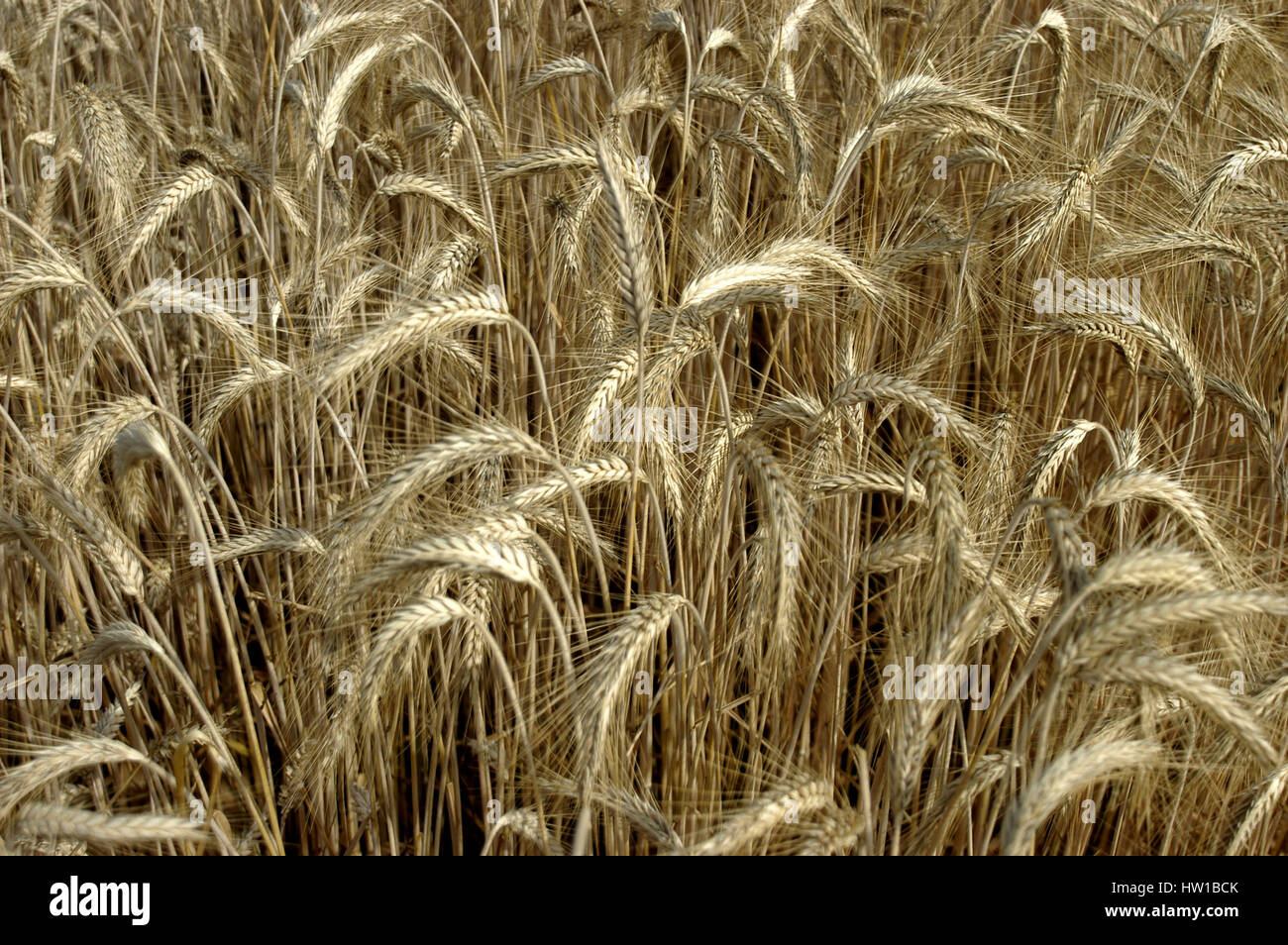 Dinkel fields hi-res stock photography and images - Alamy