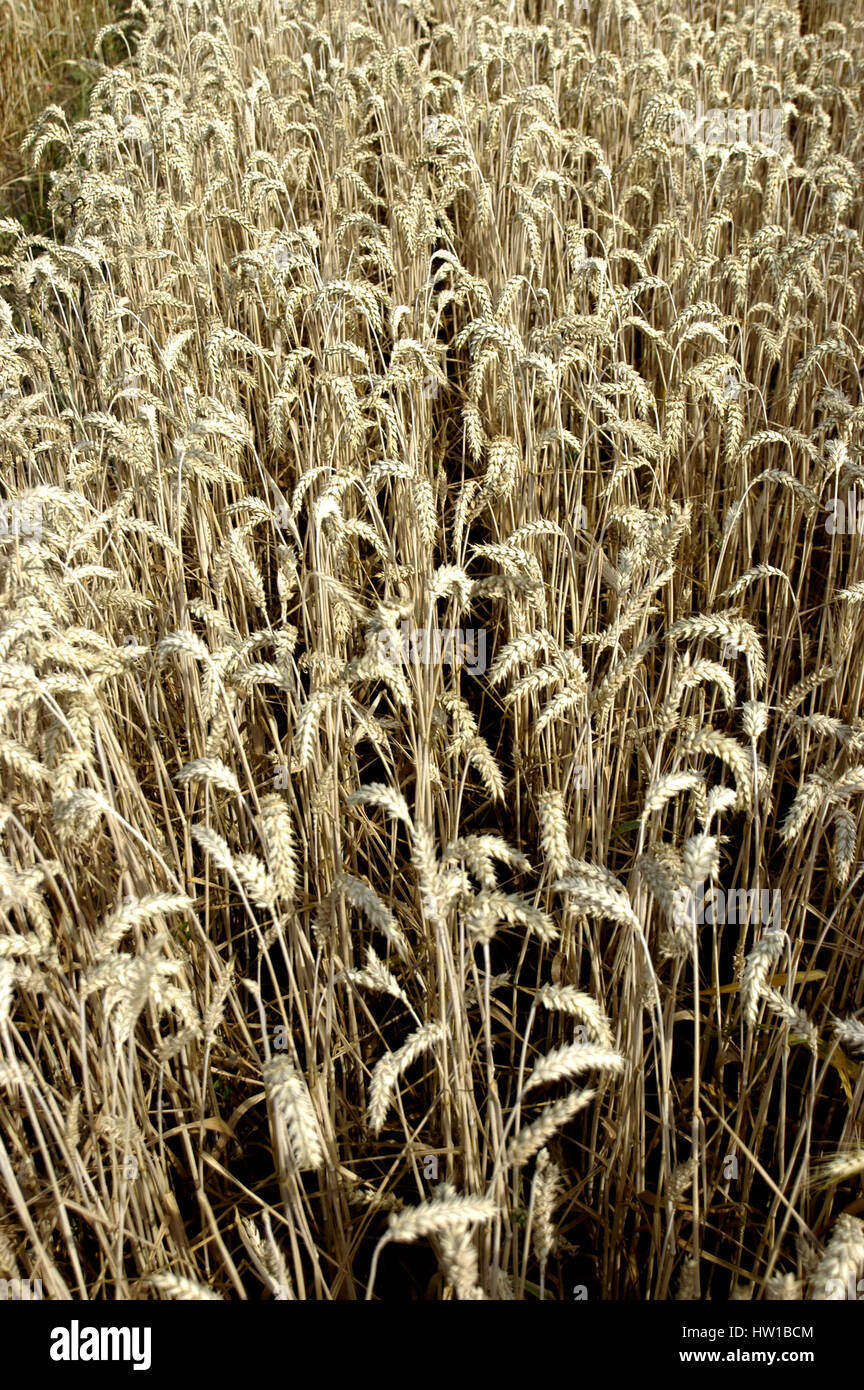 Wheat , Weizen Stock Photo - Alamy
