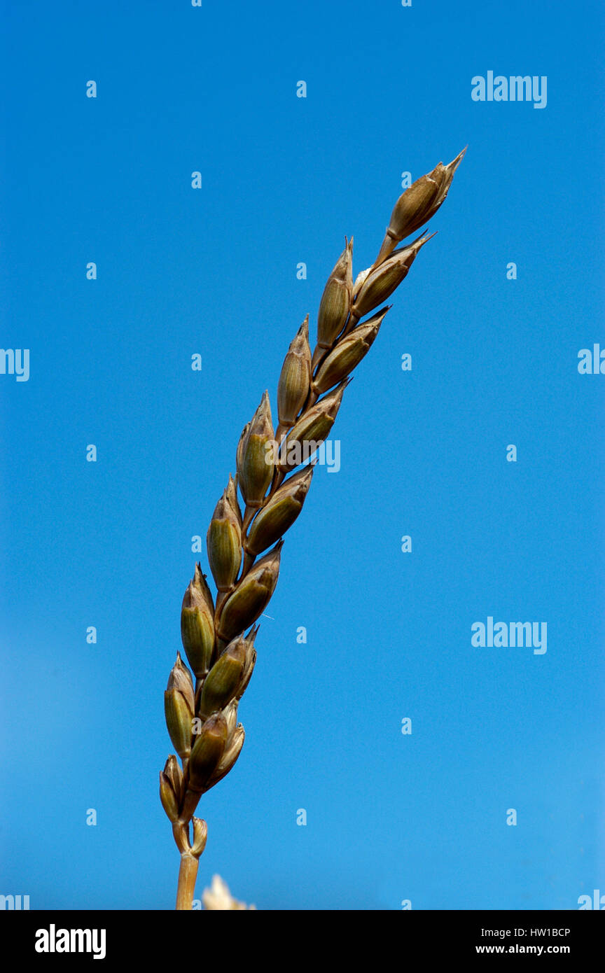 Wheat , Weizen Stock Photo - Alamy