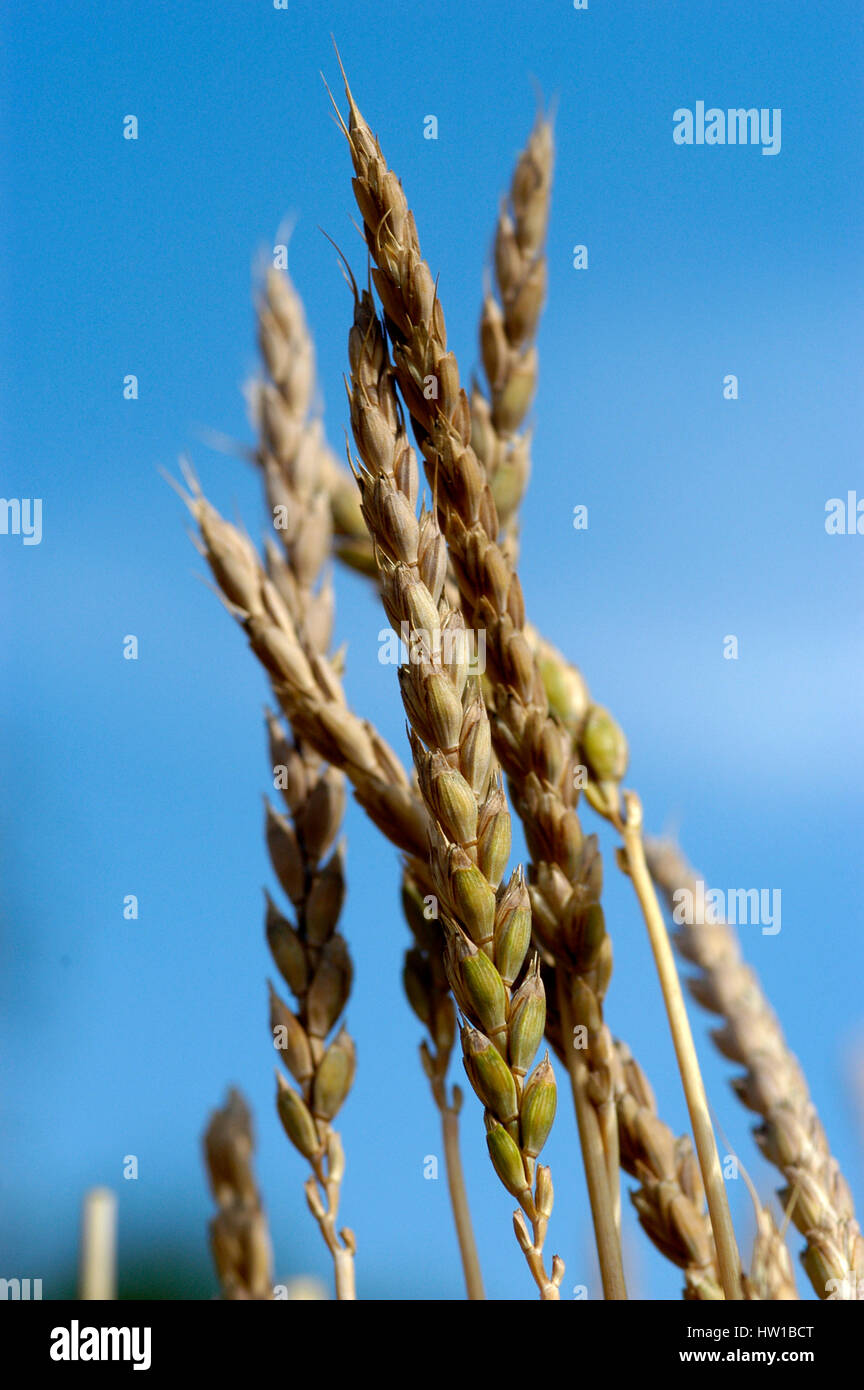 Wheat , Weizen Stock Photo - Alamy