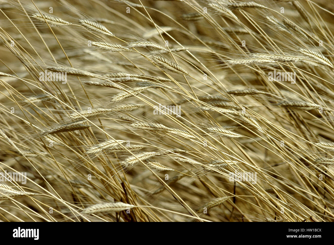 Dinkel feld hi-res stock photography and images - Alamy