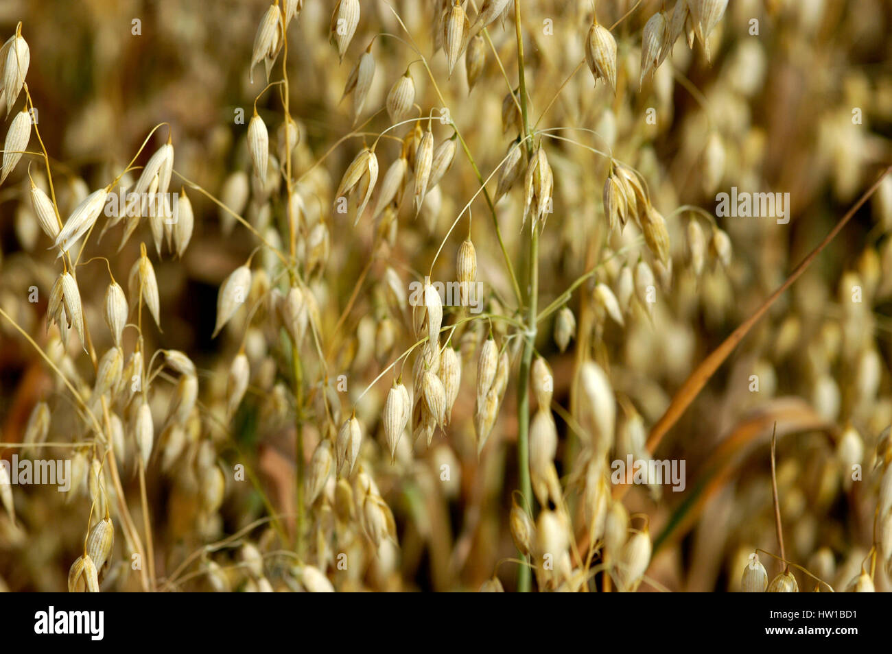 Hafer pflanze hi-res stock photography and images - Alamy