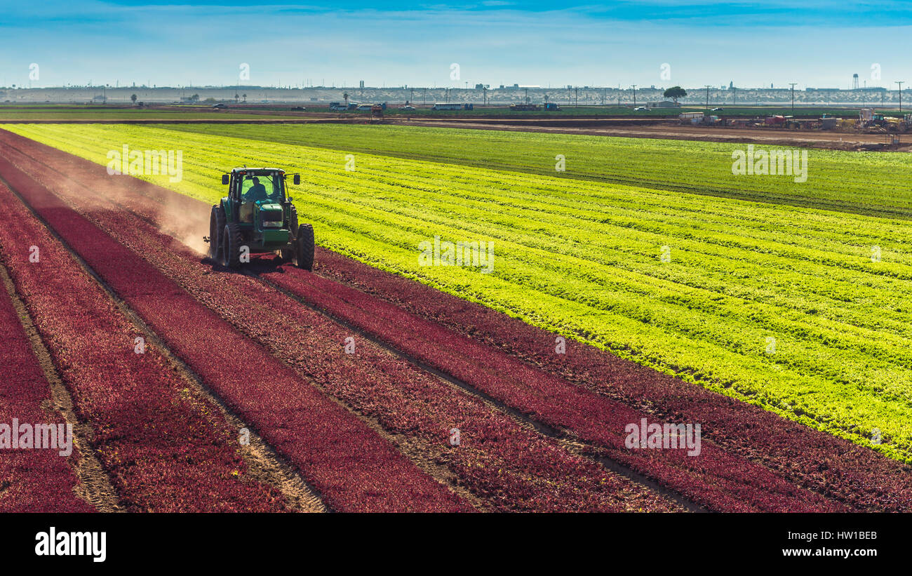 A farm work tends two different crops with distinctly different colors ...