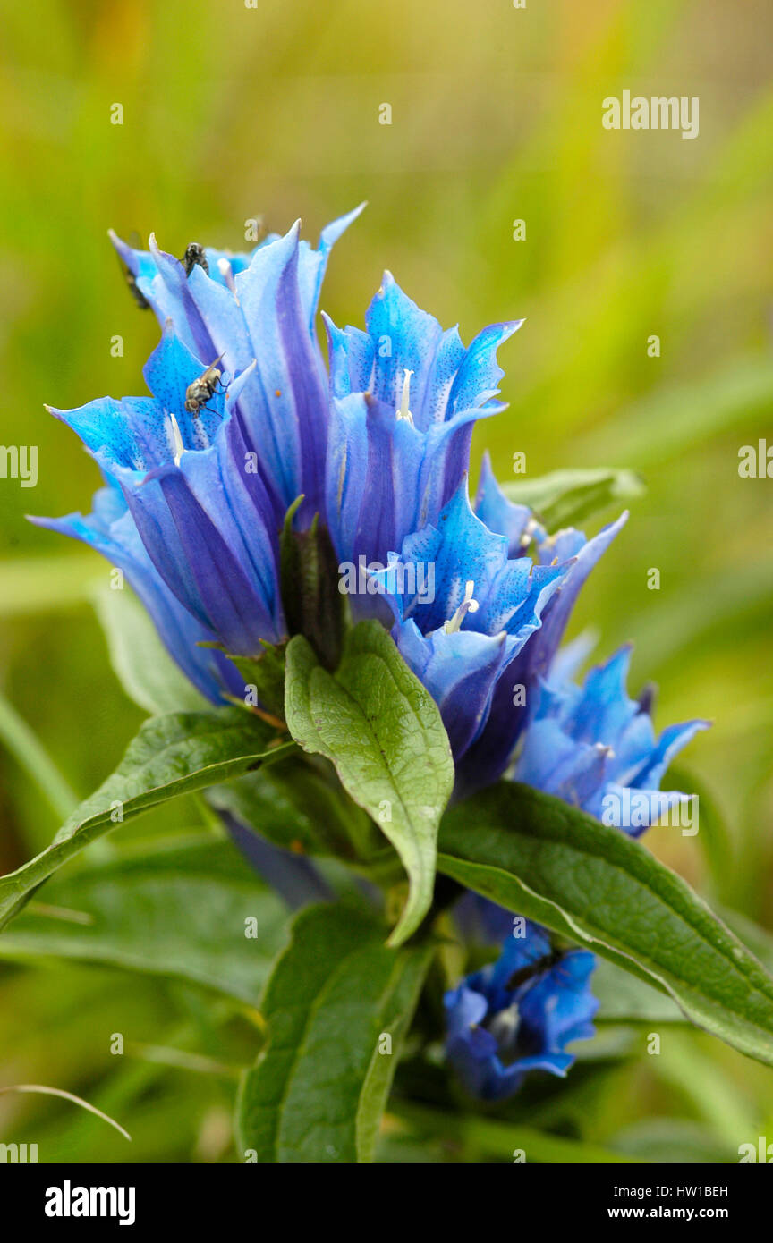 Gentian , Enzian Stock Photo - Alamy
