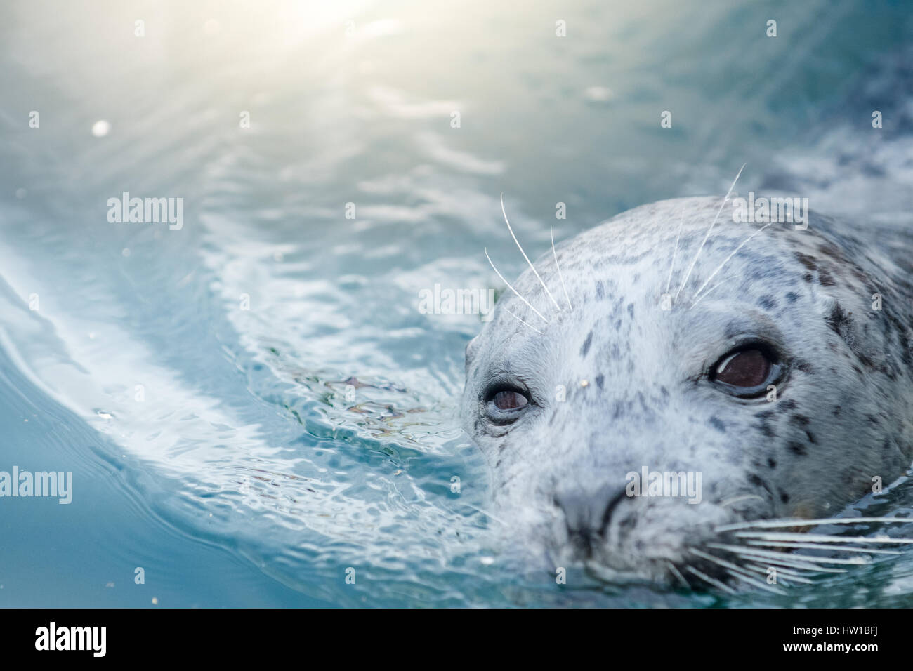 Seal in blue waters Stock Photo - Alamy