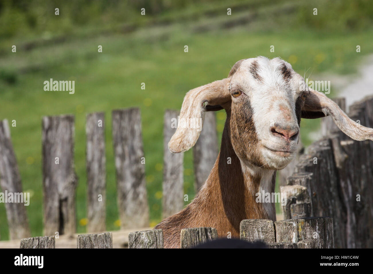 Domestic goat looking over fence hi-res stock photography and images ...