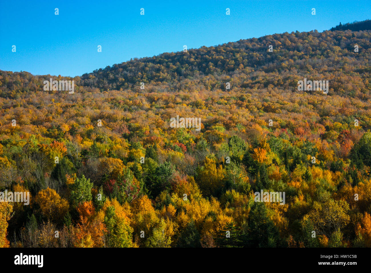 Nice forest hi-res stock photography and images - Alamy