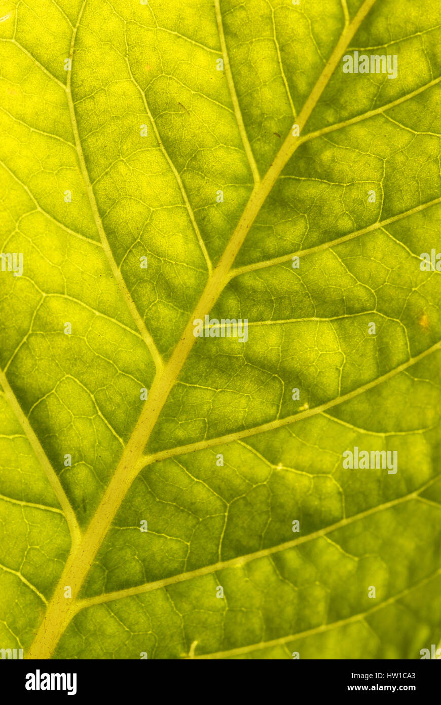 Tobacco sheets hi-res stock photography and images - Alamy