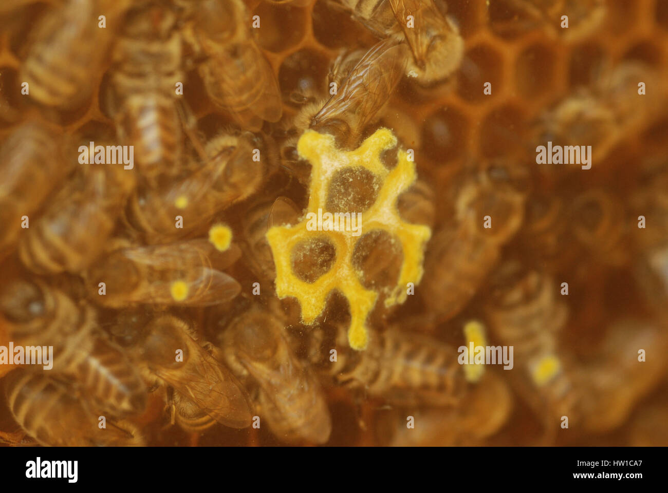 Hive with honeycombs, Bienenvolk mit Waben Stock Photo - Alamy