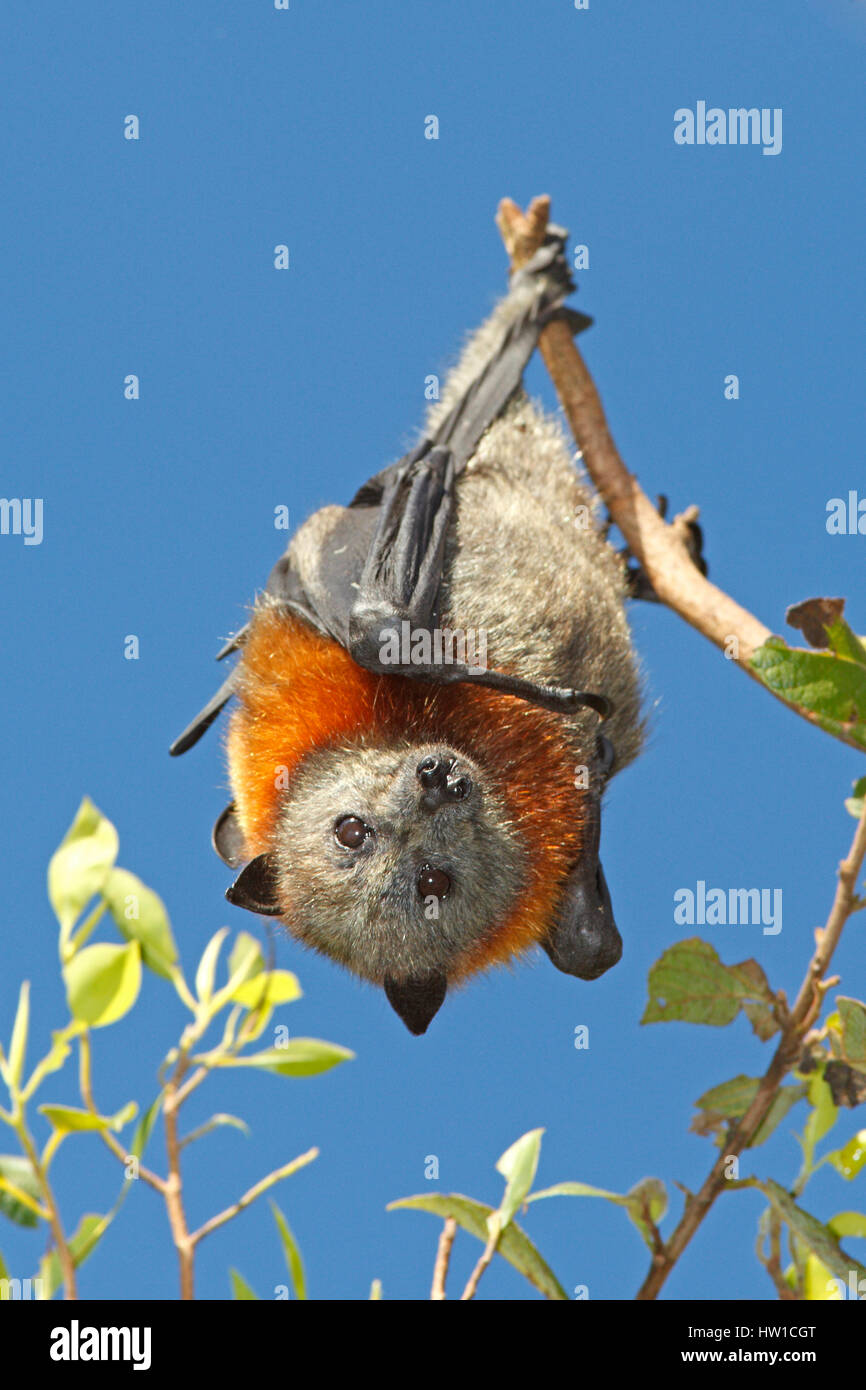 Grey Headed Flying Fox, Pteropus poliocephalus, hanging from a branch ...