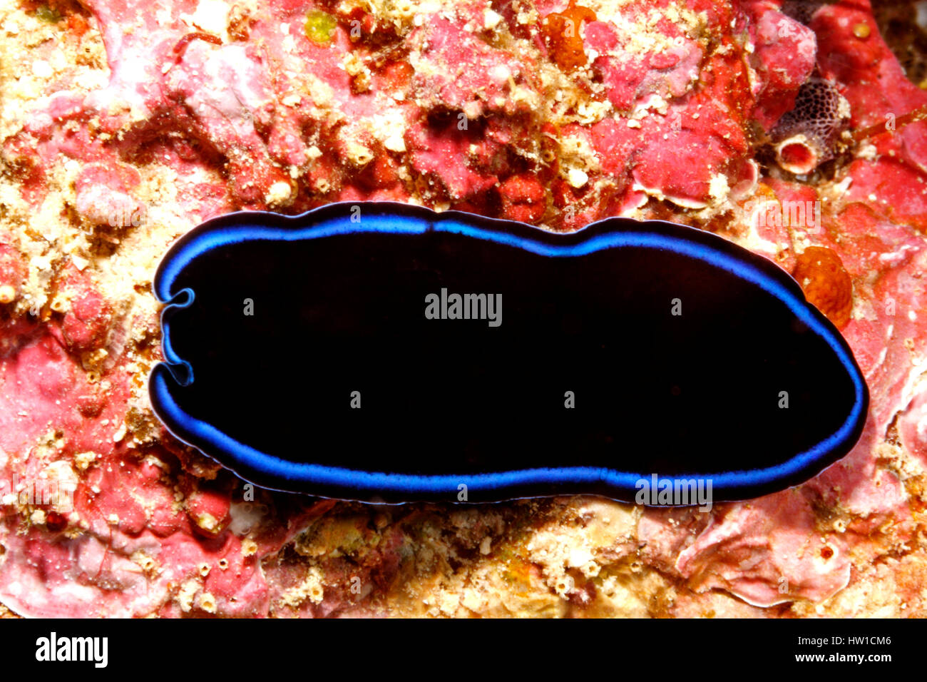 Marine flatworm hi-res stock photography and images - Alamy