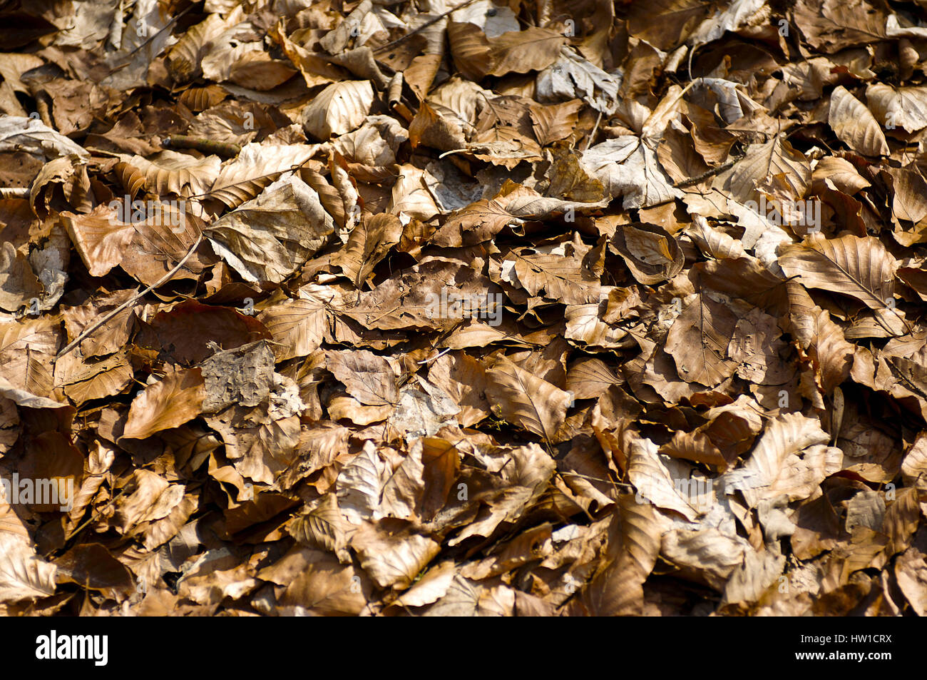 Autumn sheets, Herbstbl‰tter Stock Photo - Alamy