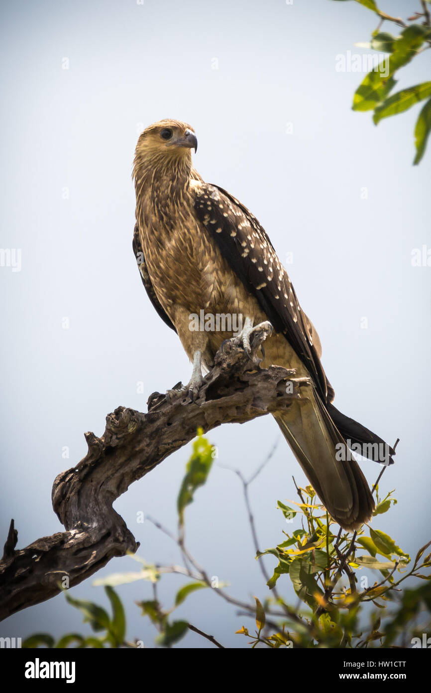 Whistling kite hi-res stock photography and images - Alamy
