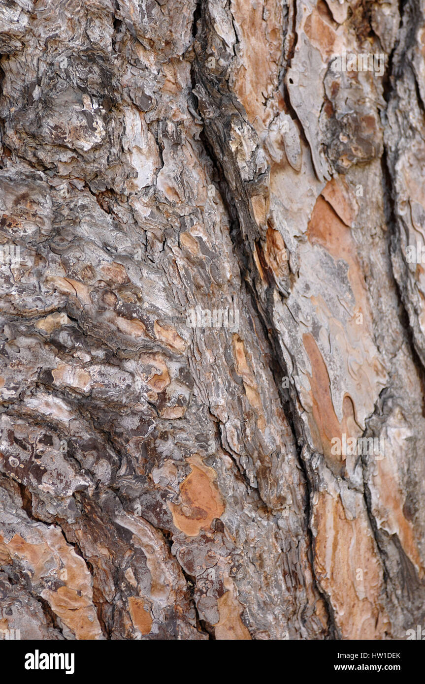Baumrinde hintergrund hi-res stock photography and images - Alamy