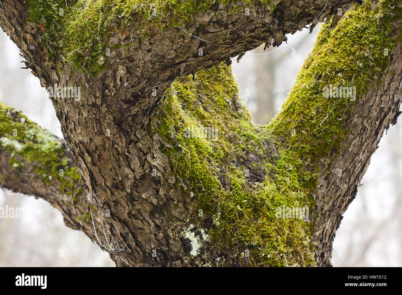 Moss on a tree, Moos auf einem Baum Stock Photo - Alamy