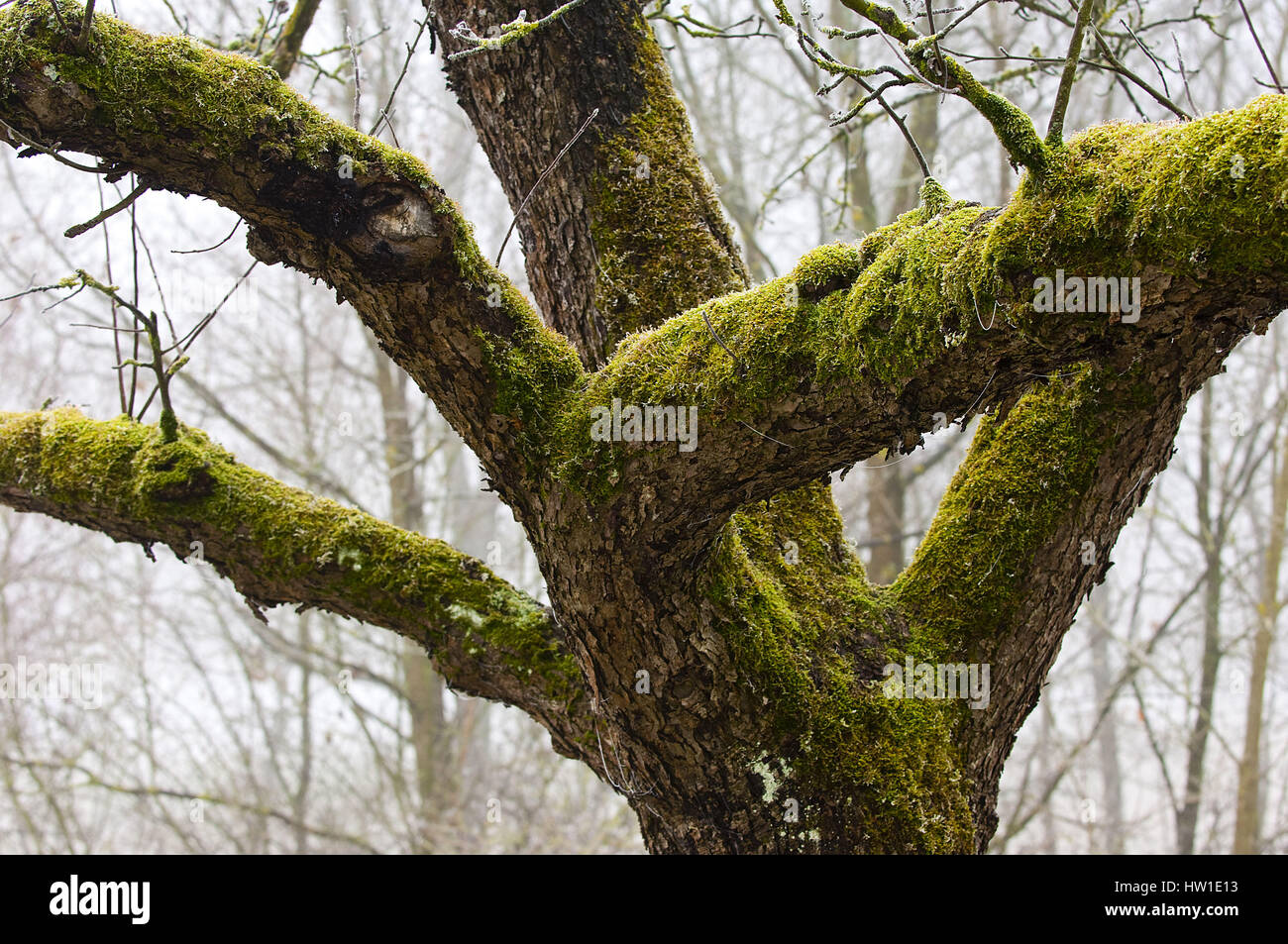 Moss on a tree, Moos auf einem Baum Stock Photo - Alamy
