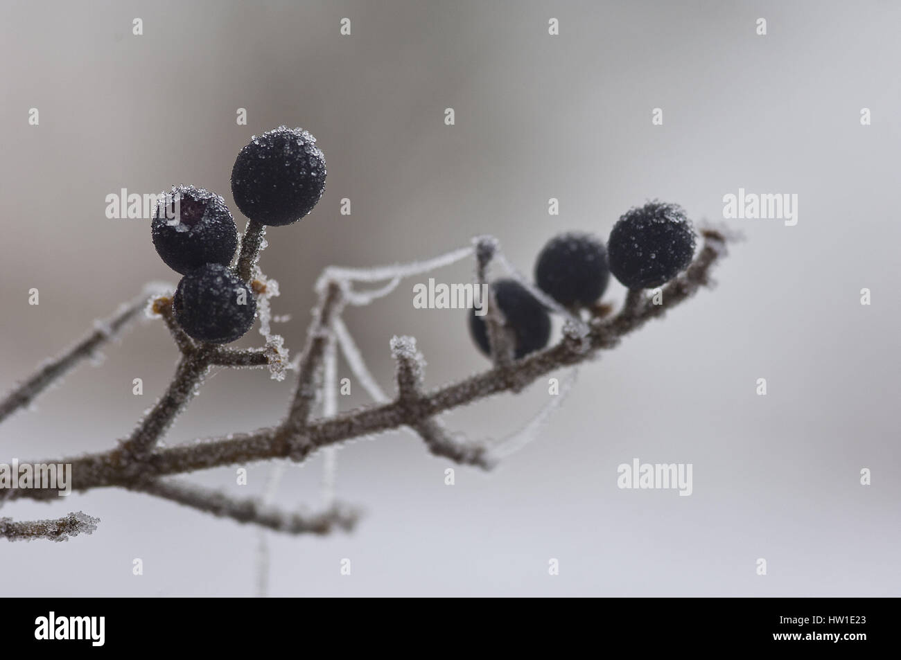 Berries in winter , Beeren im Winter Stock Photo - Alamy