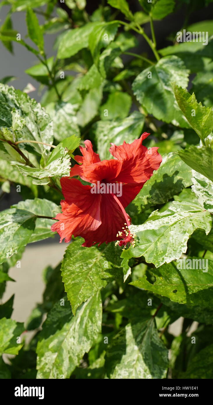 red Hibiscus flower with leaves background Stock Photo - Alamy