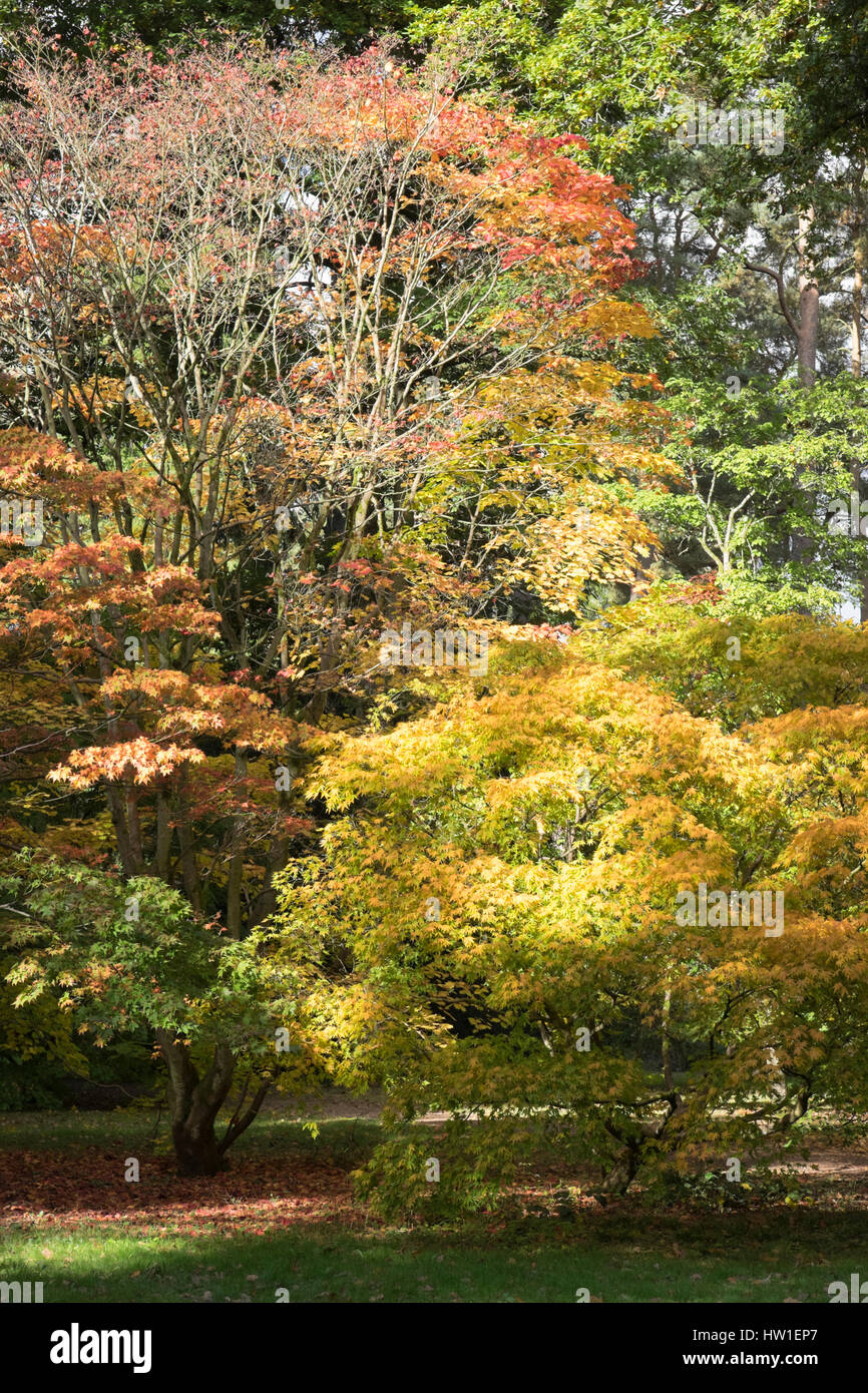 Trees and shrubs in Autumn colours at Westonbirt Arboreteum in ...