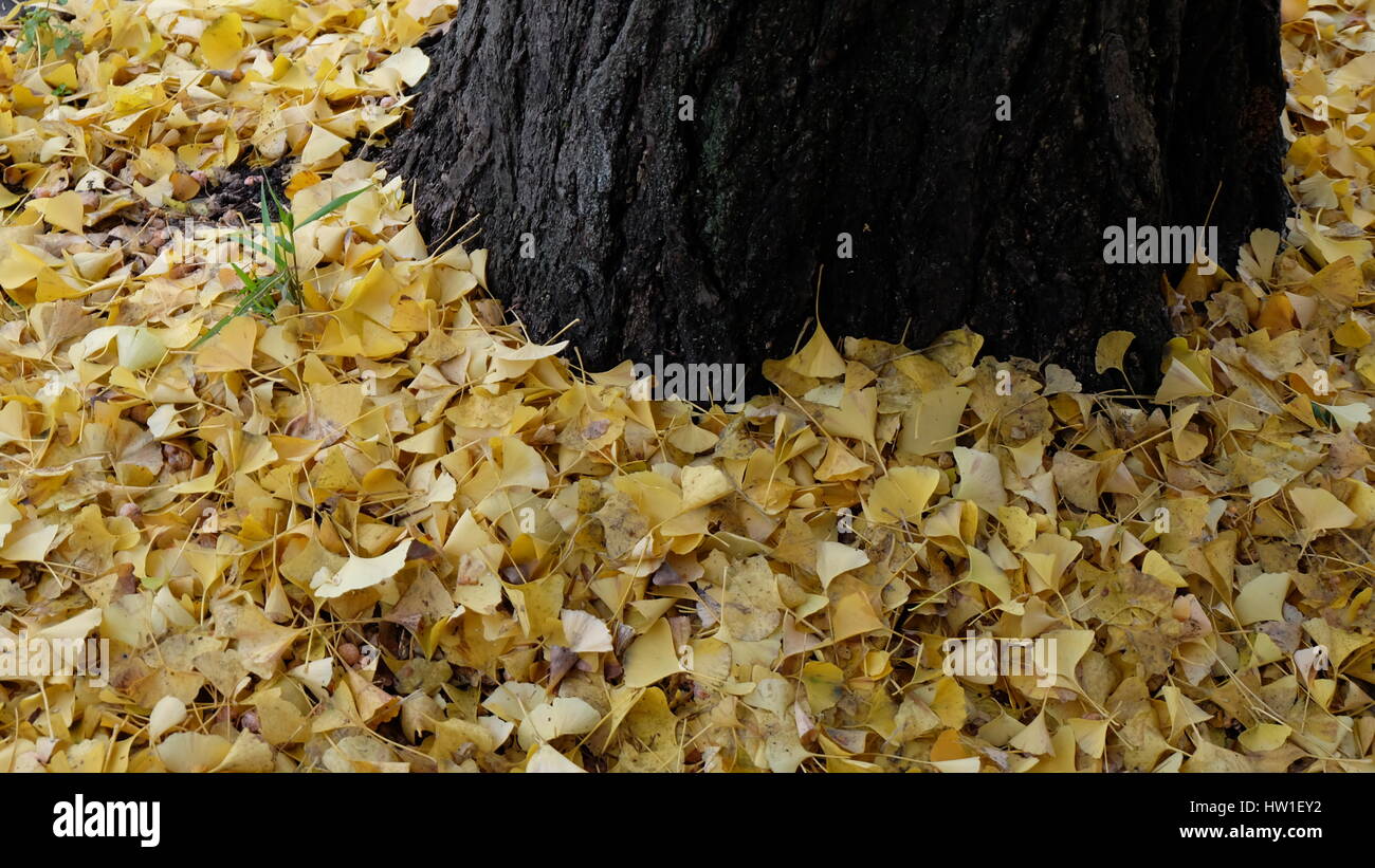 Fallen yellow ginkgo leaves surrounding a tree trunk Stock Photo - Alamy