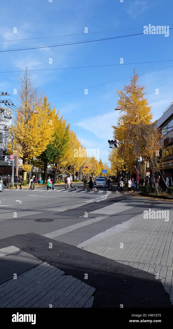 Autumn street view with rows of yellow ginkgo tree Stock Photo - Alamy