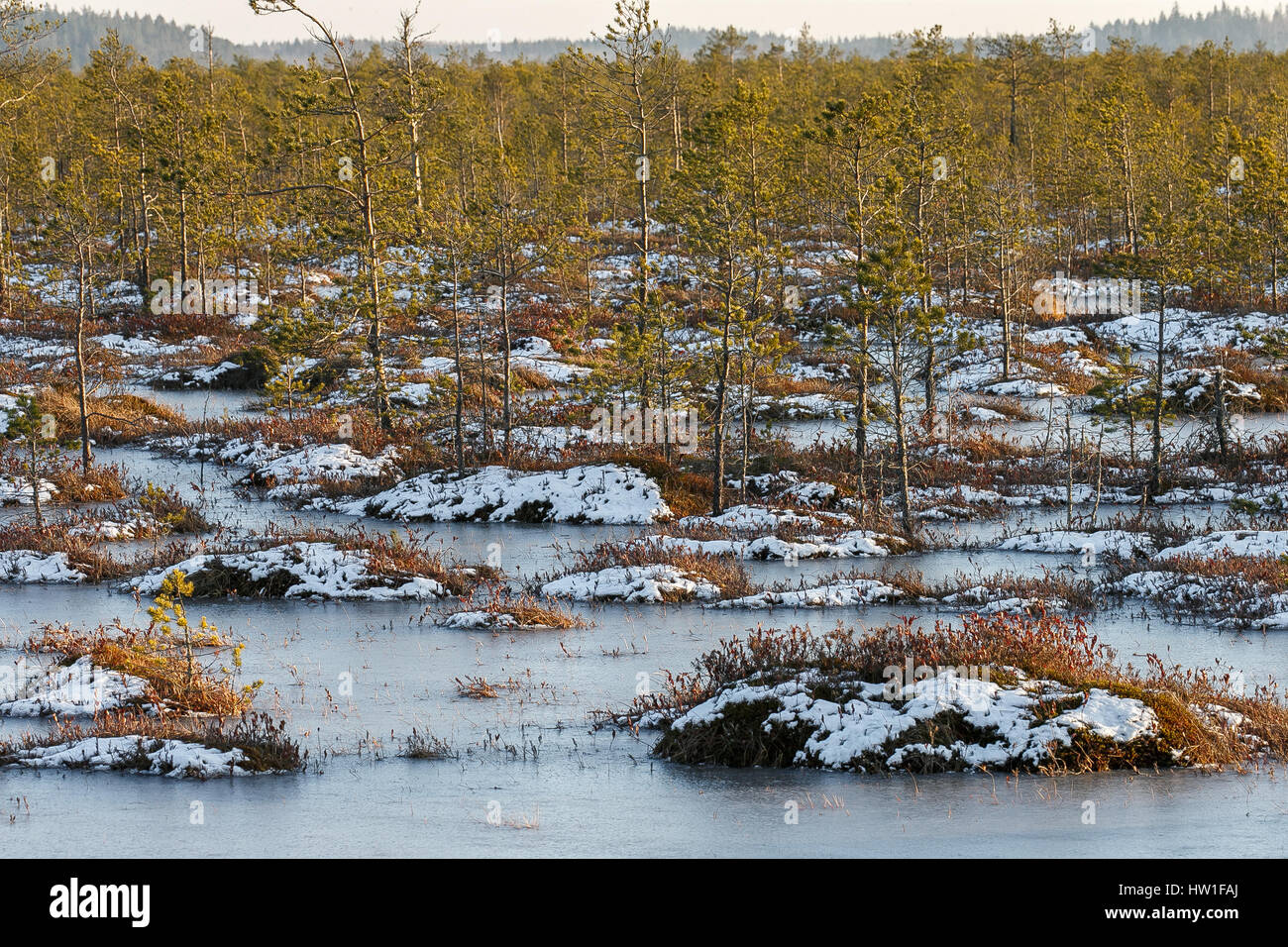 Orange swamp grass out of water in a winter time in Belarus Stock Photo ...