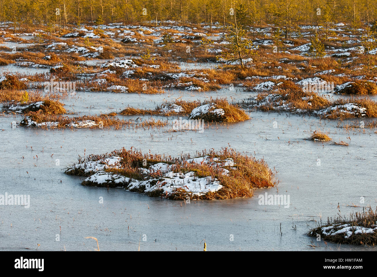 Orange swamp grass out of water in a winter time in Belarus Stock Photo ...