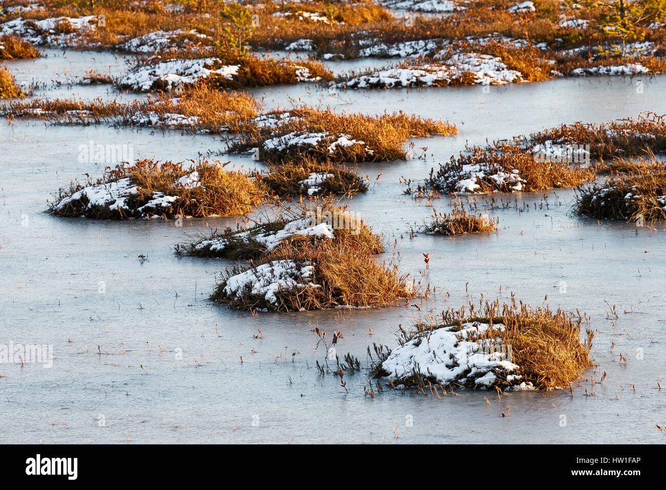 Orange swamp grass out of water in a winter time in Belarus Stock Photo ...