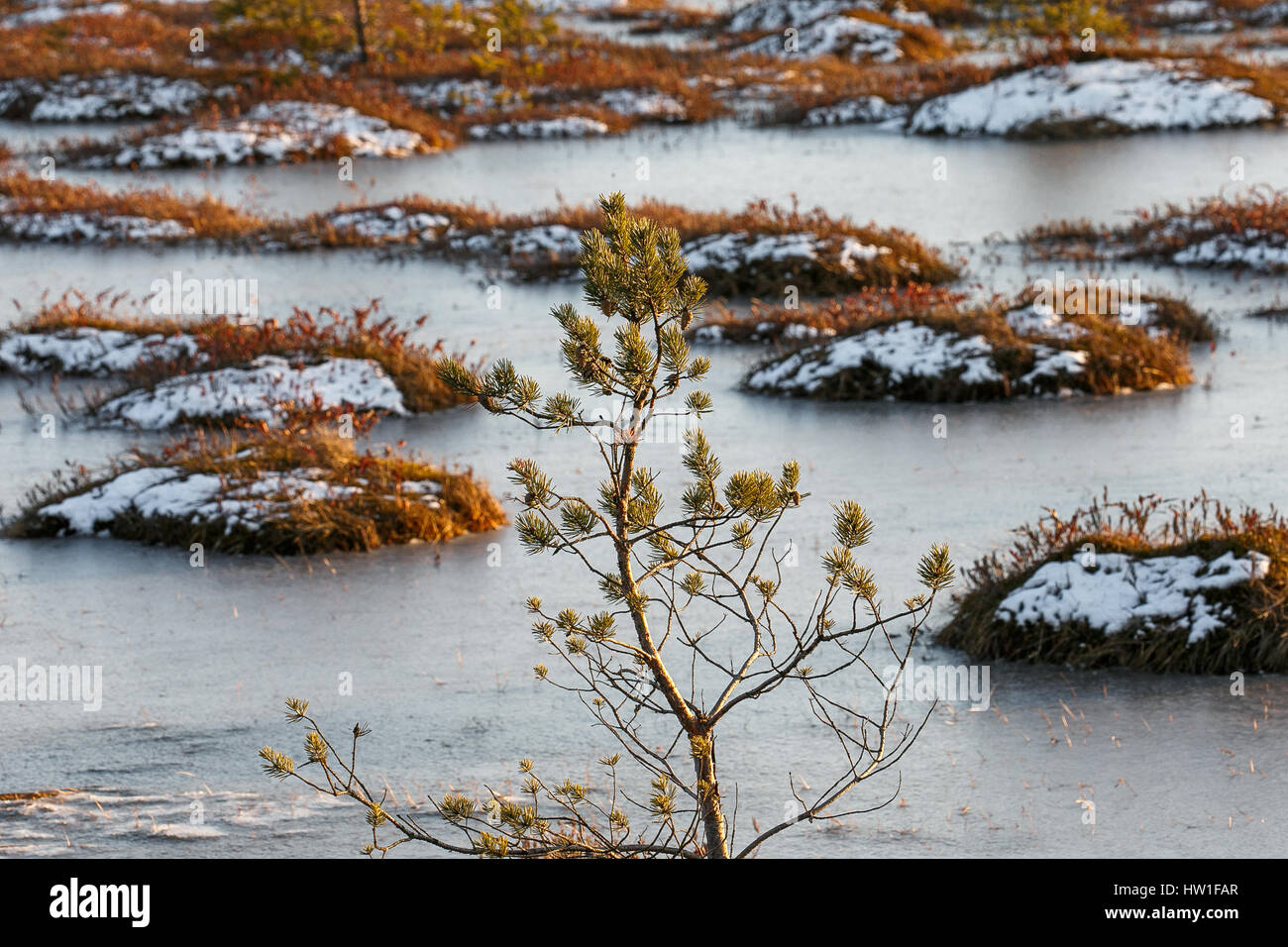 Orange swamp grass out of water in a winter time in Belarus Stock Photo ...