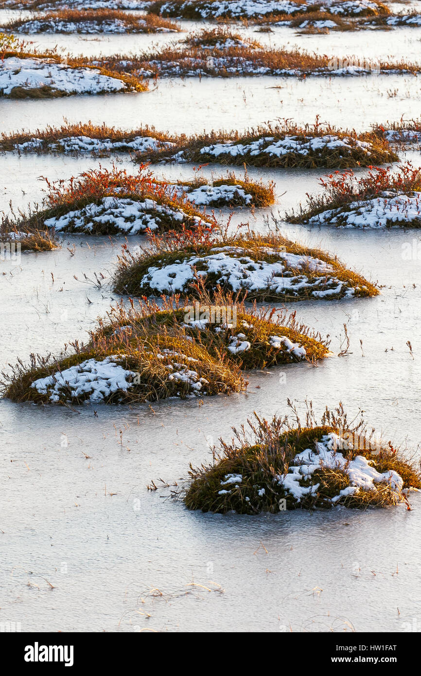 Orange swamp grass out of water in a winter time in Belarus Stock Photo ...
