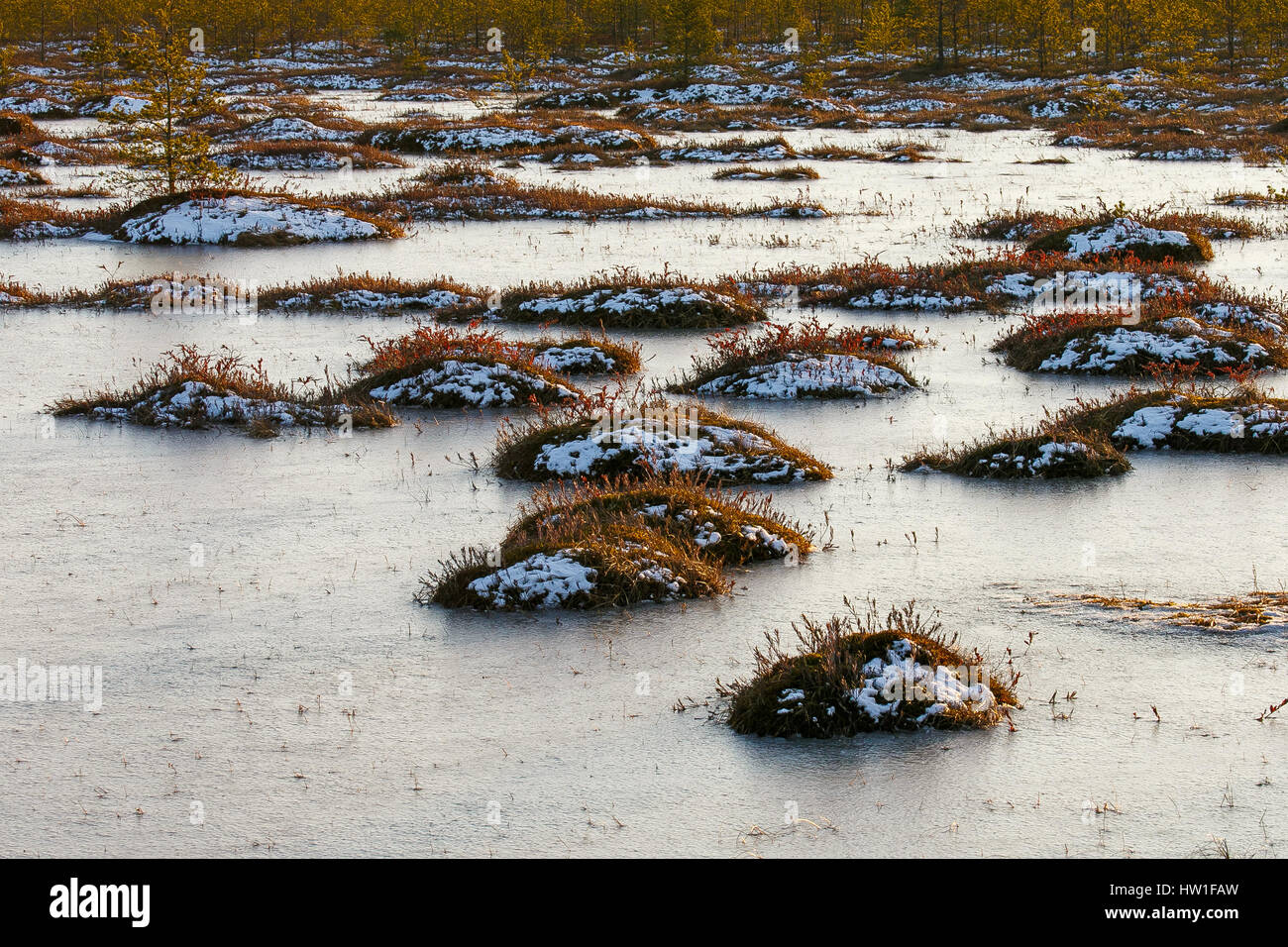 Orange swamp grass out of water in a winter time in Belarus Stock Photo ...