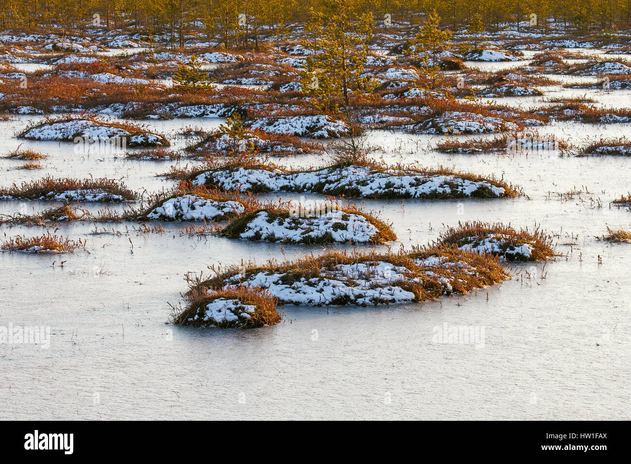 Orange swamp grass out of water in a winter time in Belarus Stock Photo ...