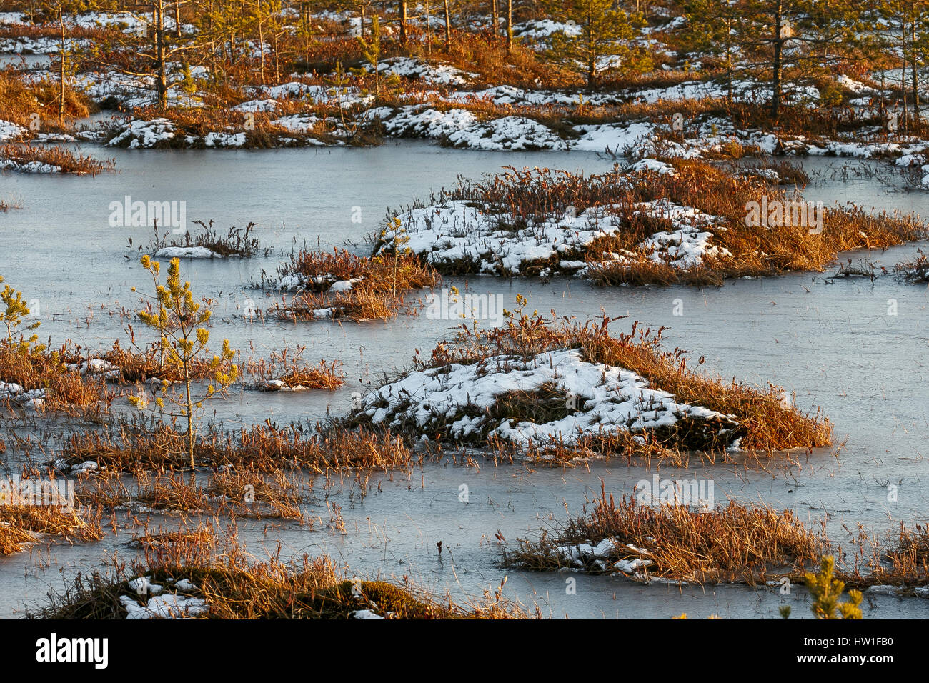 Orange swamp grass out of water in a winter time in Belarus Stock Photo ...