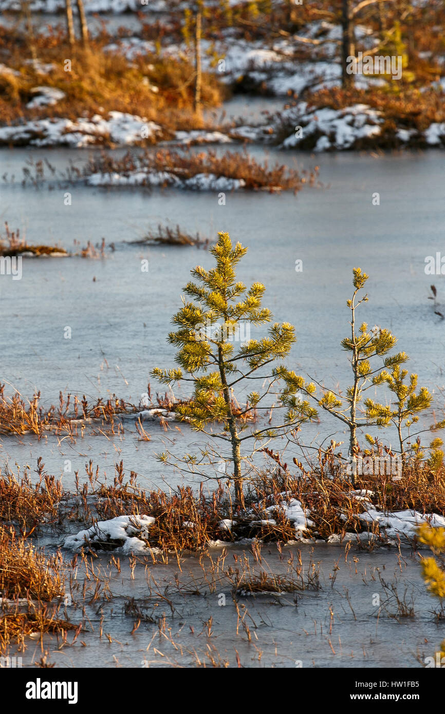 Small pine trees and orange swamp grass out of water in a winter time ...