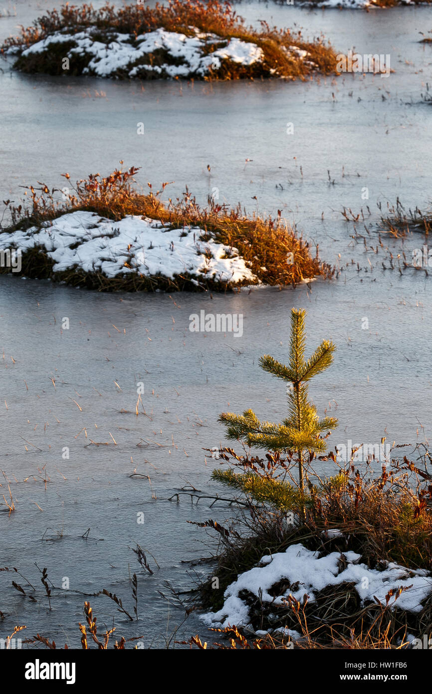 Small pine trees and orange swamp grass out of water in a winter time ...