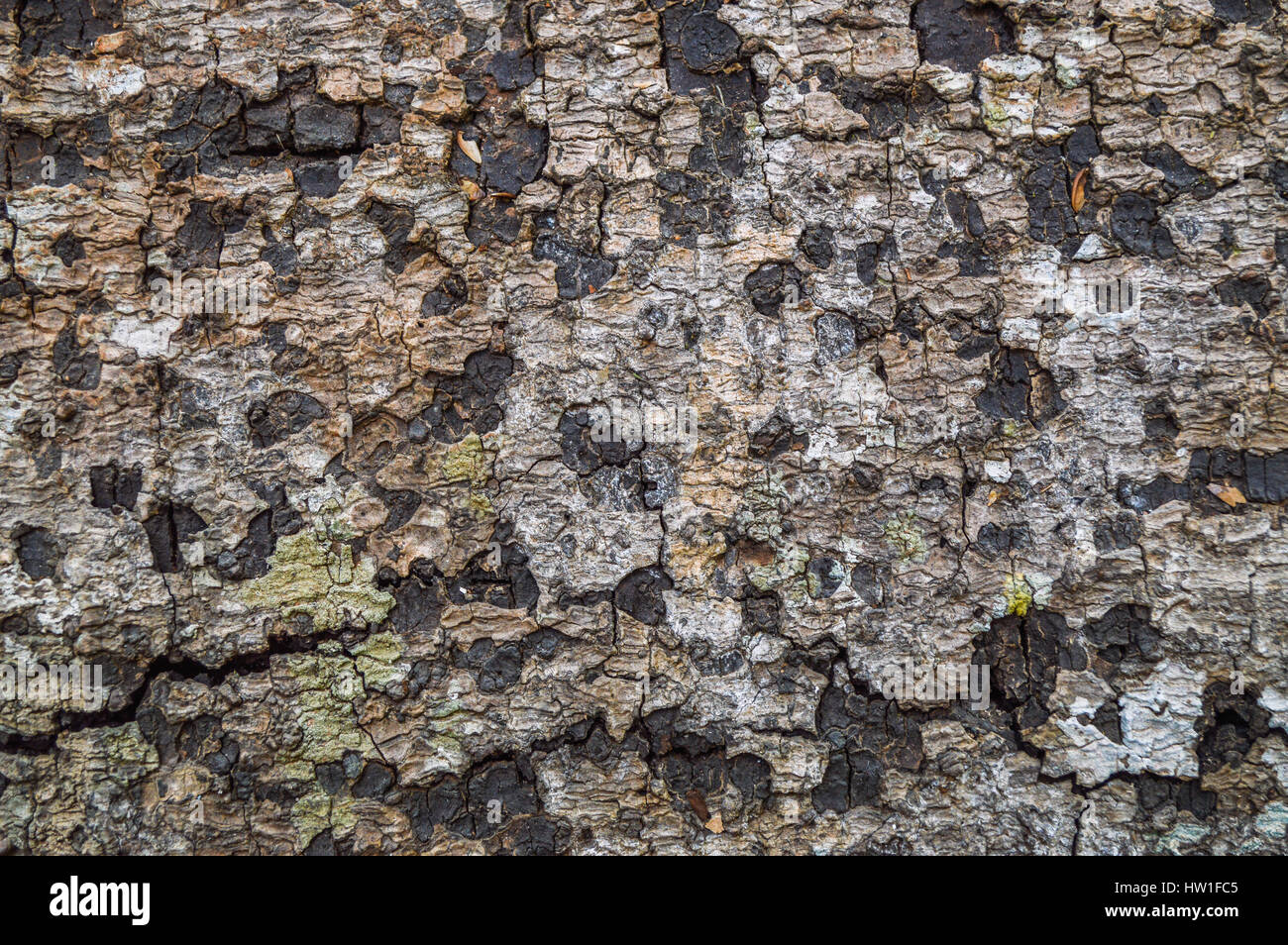 Bark with Lichen, Texture and Background Stock Photo - Alamy