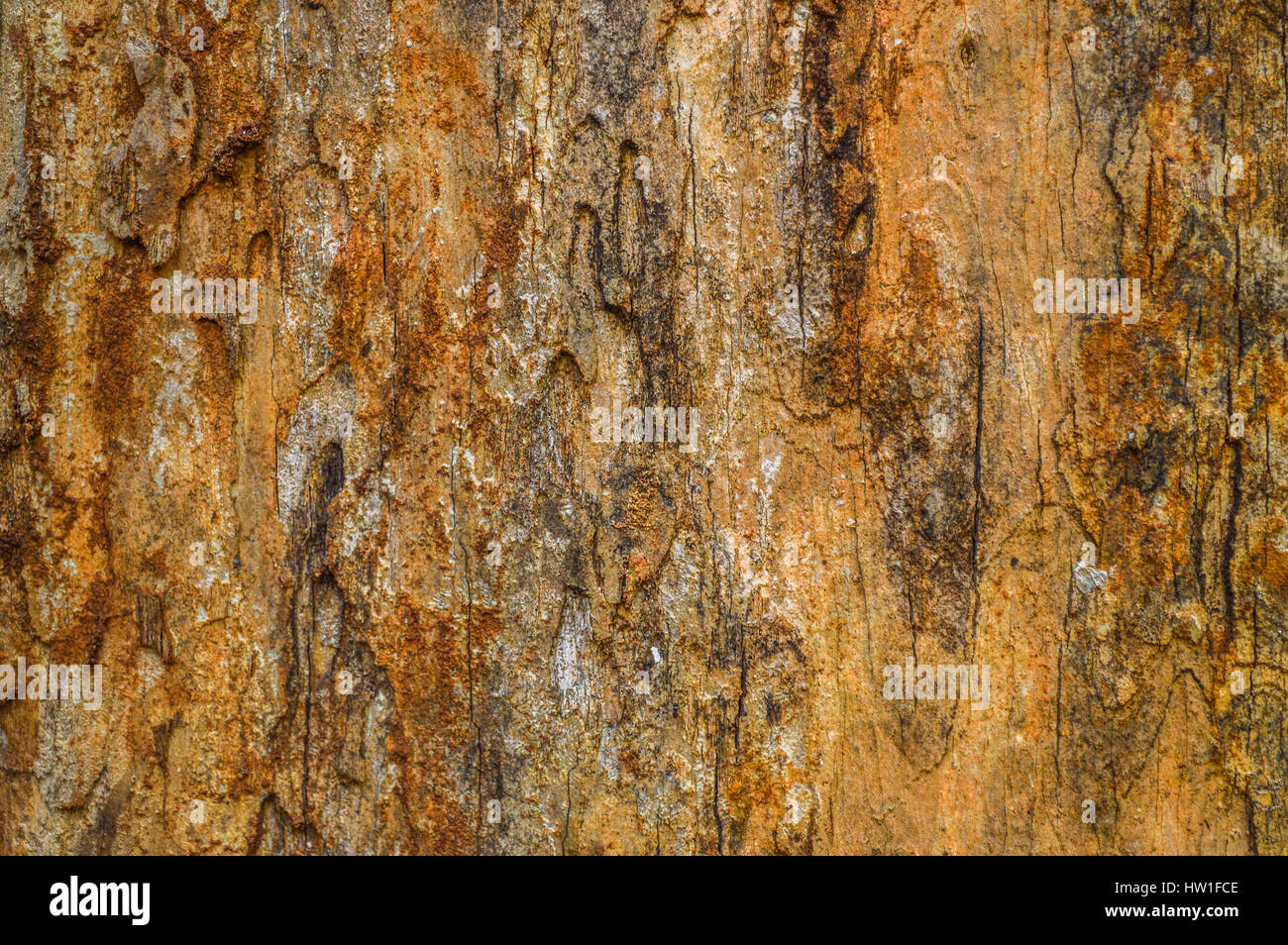 Bark with Lichen, Texture and Background Stock Photo - Alamy