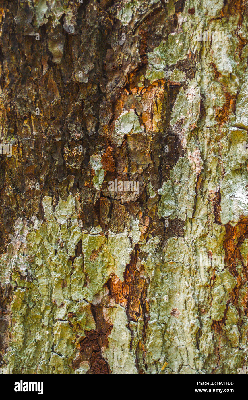 Bark with Lichen, Texture and Background Stock Photo - Alamy