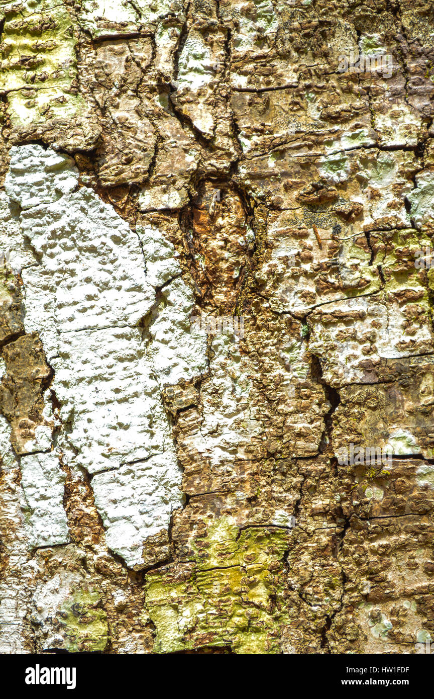 Bark with Lichen, Texture and Background Stock Photo - Alamy