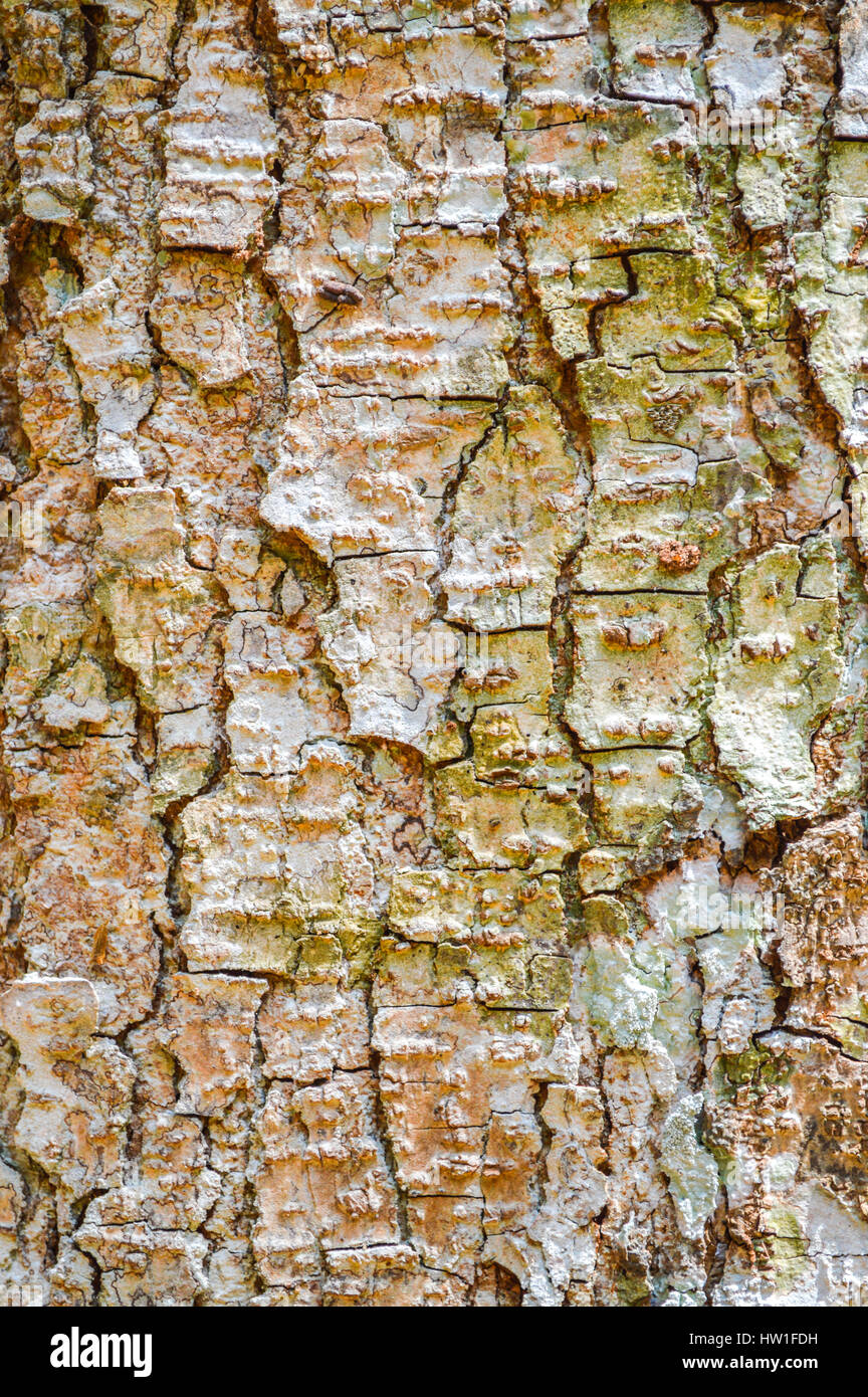 Bark with Lichen, Texture and Background Stock Photo - Alamy